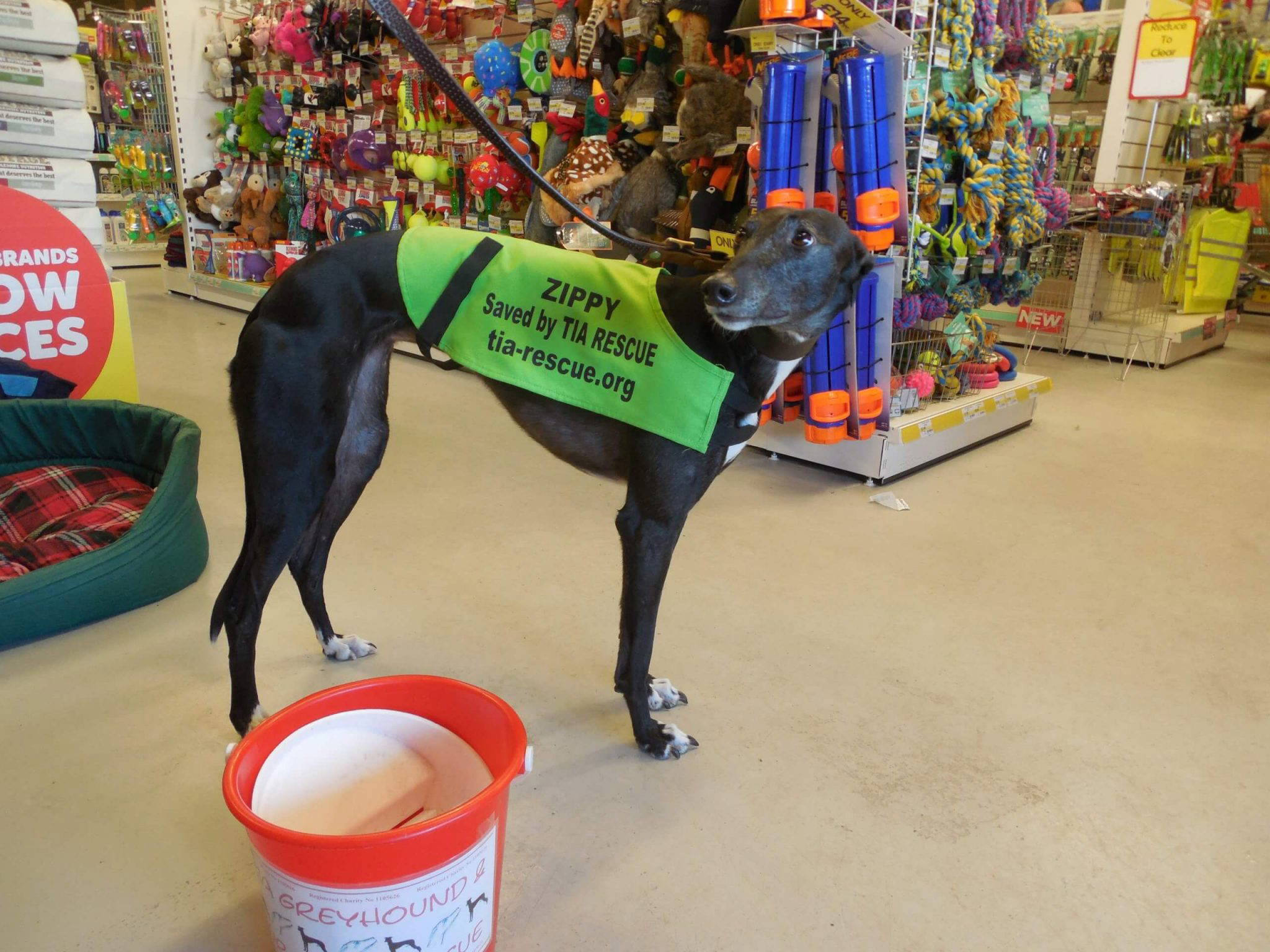 Tia Rescue | Doggy Christmas dinners from Jollyes Pet Store for Tia Rescue