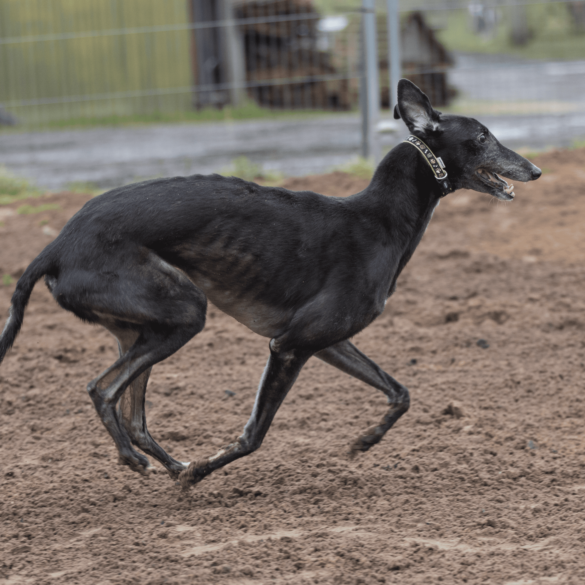 mr mole4 | Tia Rescue