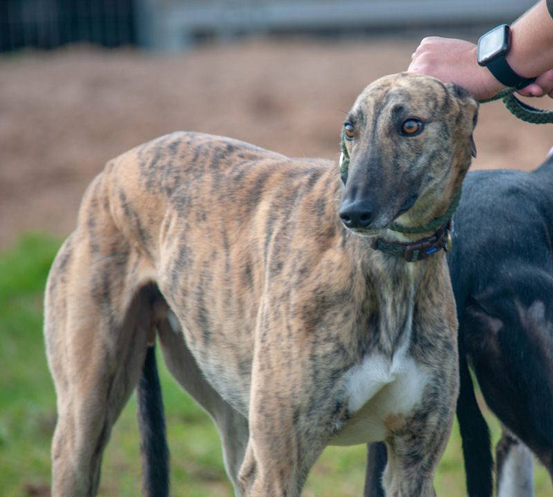 Walter 2 | Tia Rescue