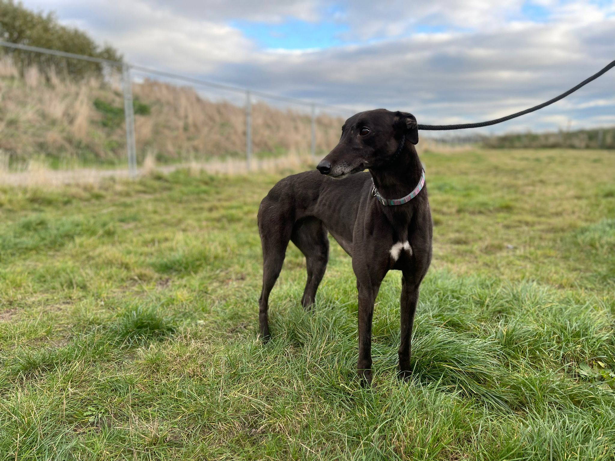 Tia Rescue | Aster