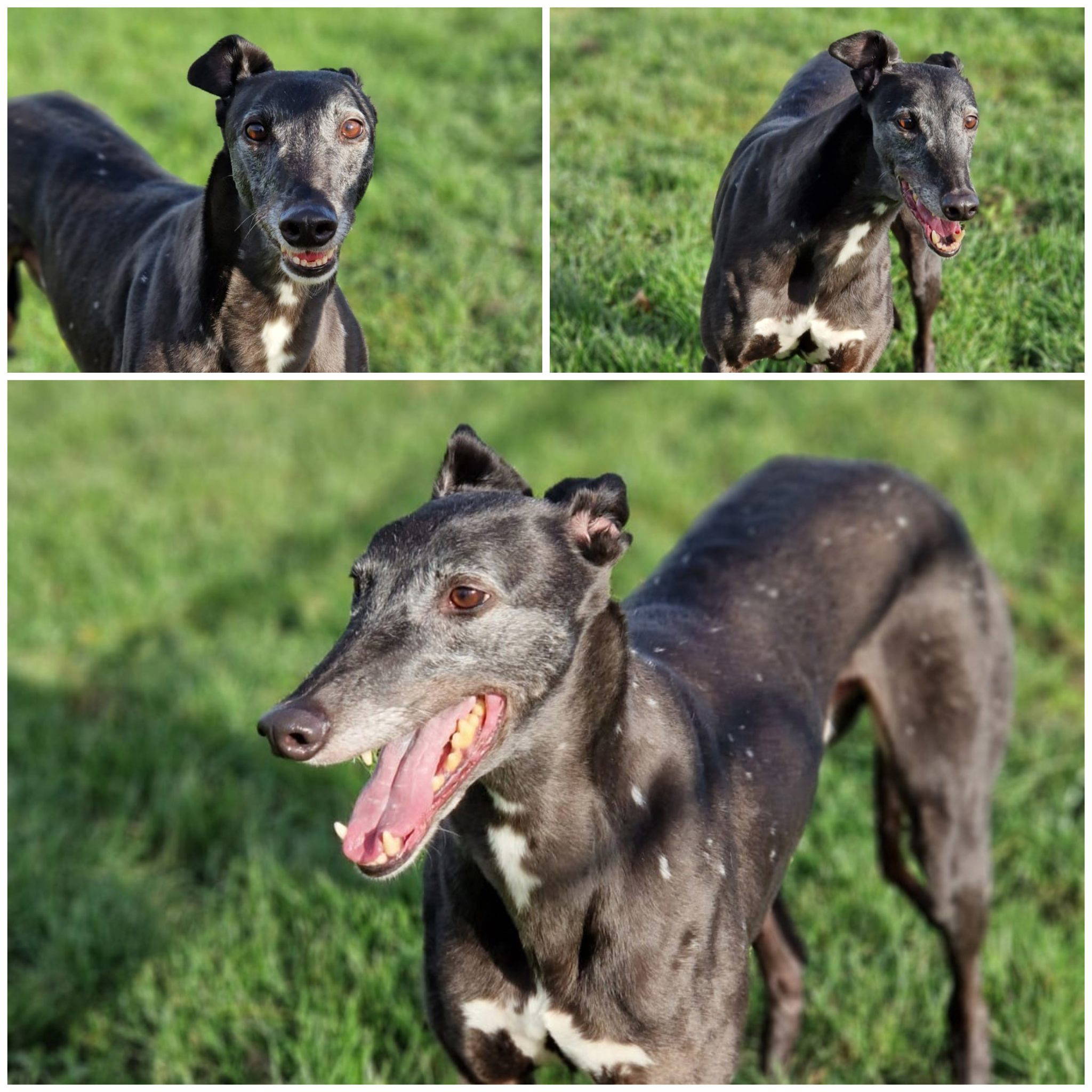 malcolm-collage | Tia Rescue
