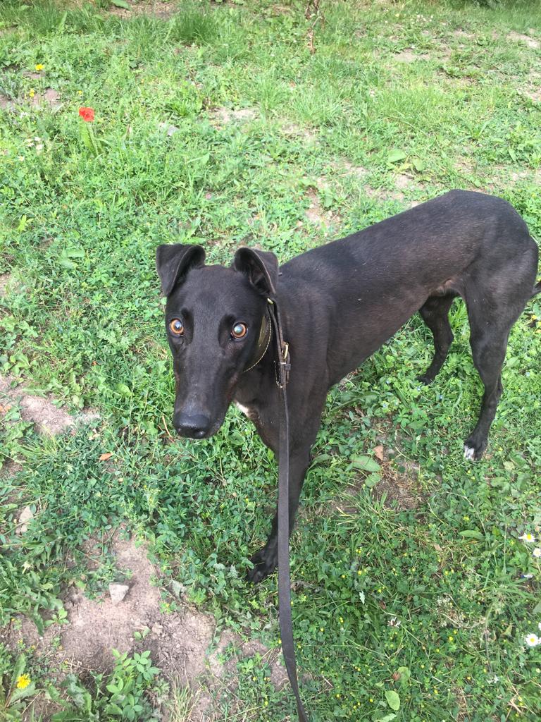 Tia Rescue | Tia Foster Homes Needed.