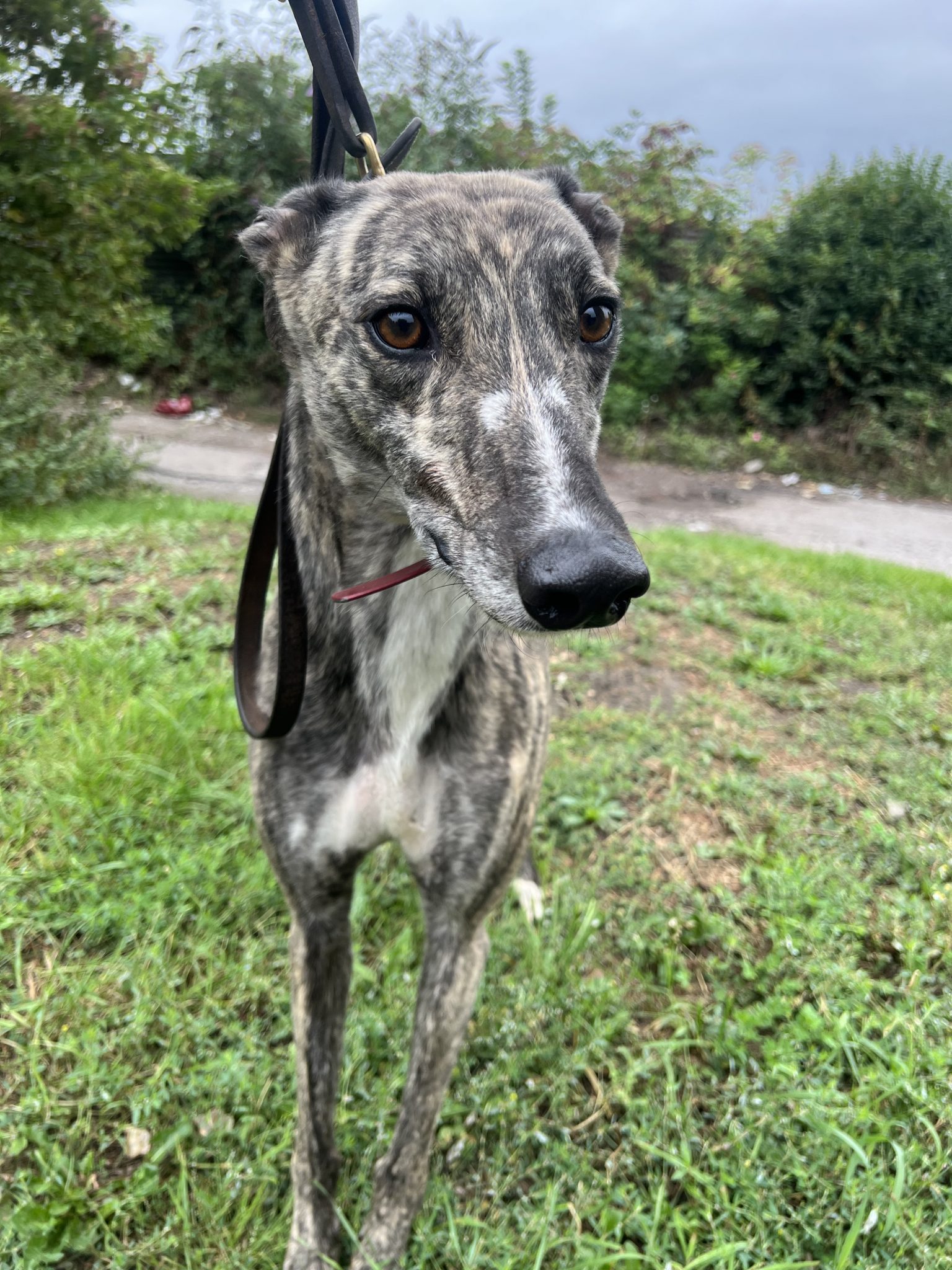 Tia Rescue | Thank you