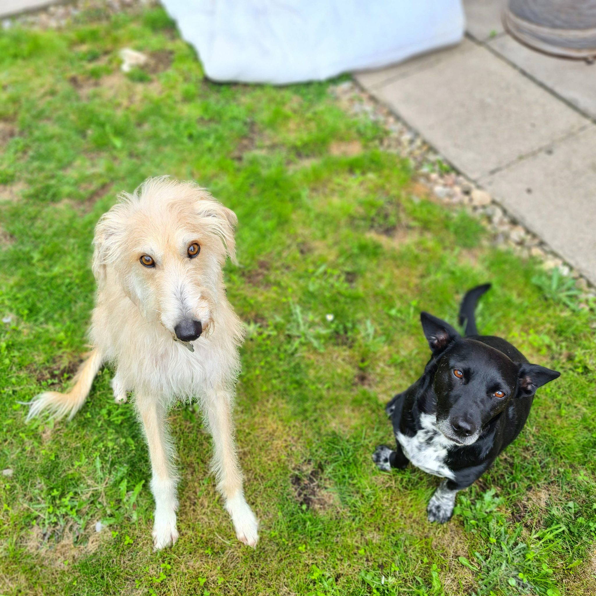 Lurcher rehome 2 | Tia Rescue