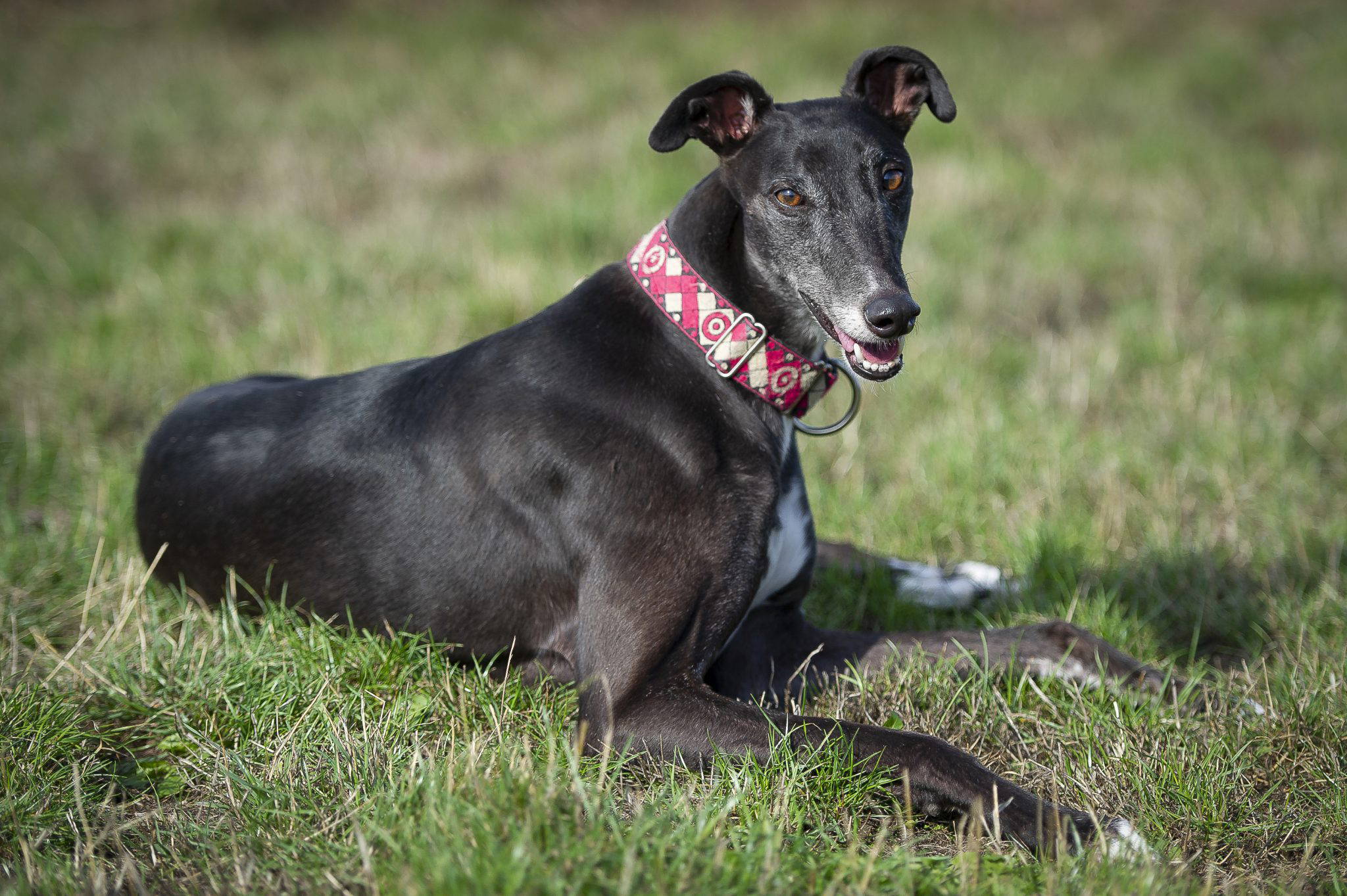 Tia Rescue | Greyhound Rescue