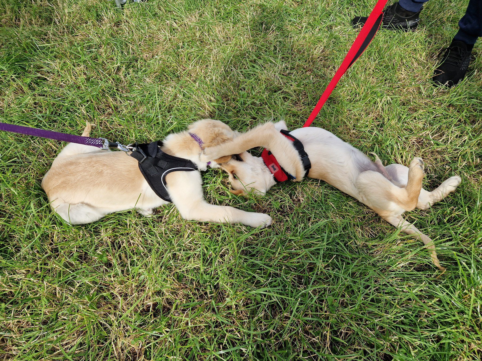 ic_unknown_dogs | Tia Rescue