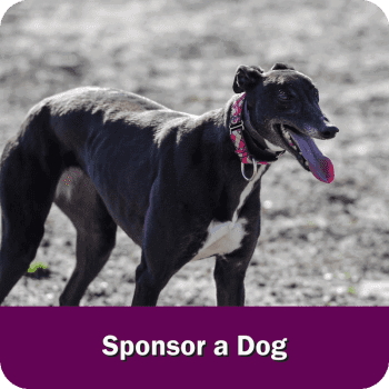 Tia Rescue | Sponsor a Dog