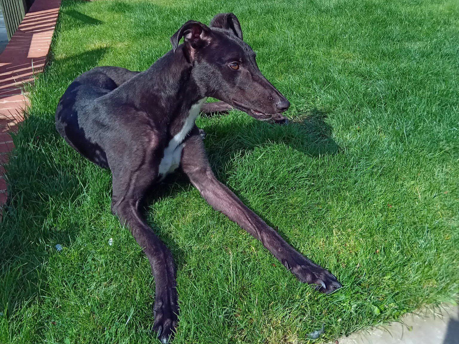 bess (2) | Tia Rescue