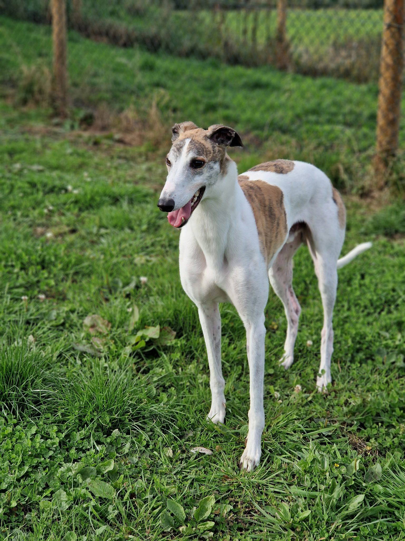 Tia Rescue | Mulder (Scotland)