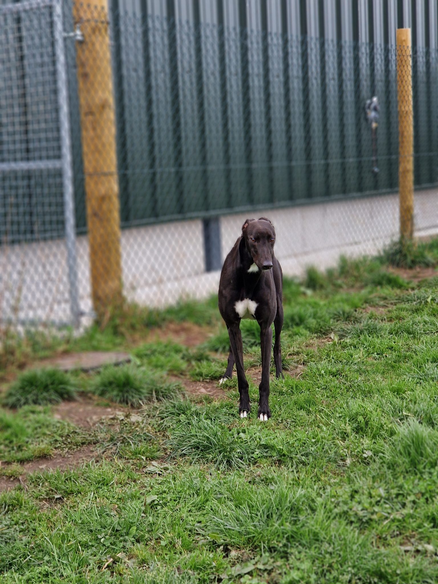 Tia Rescue | Scottie