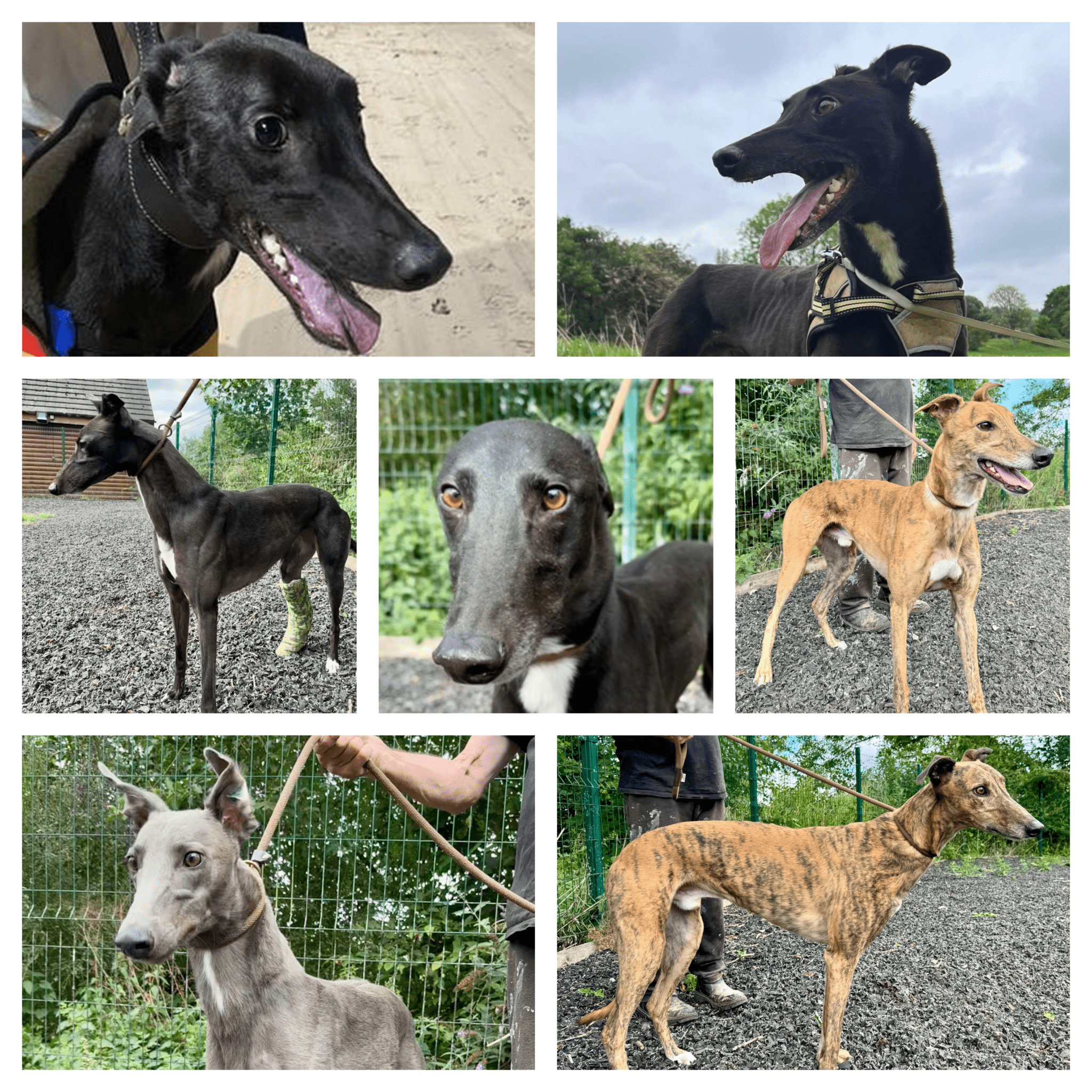 Tia Rescue | Greyhound Rescue