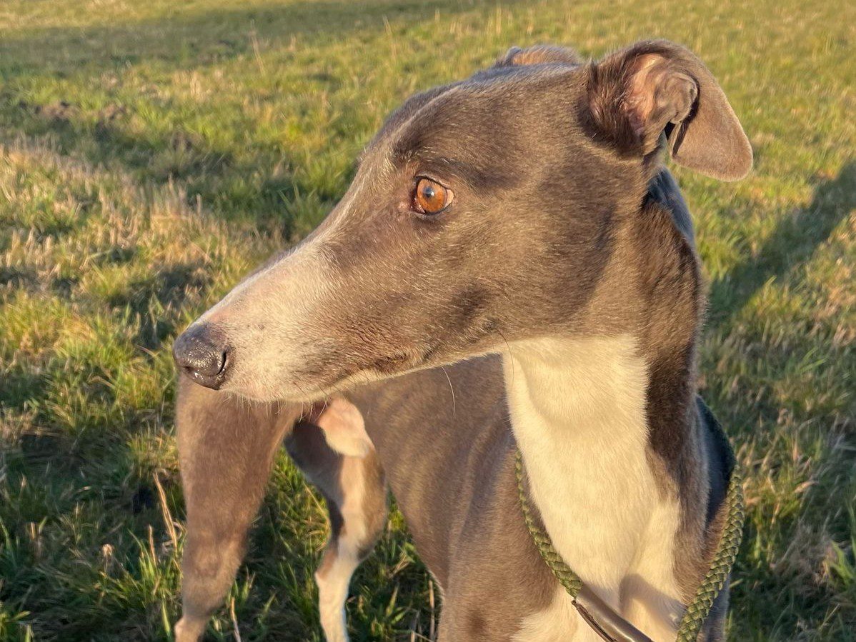 Tia Rescue | Jet ( in foster )