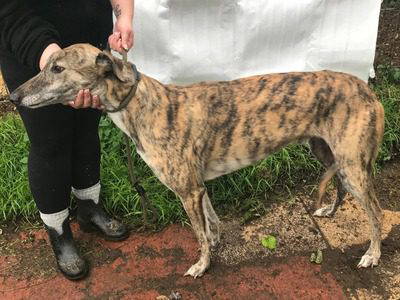 Tia Rescue | Dogs for Rehoming/ Foster