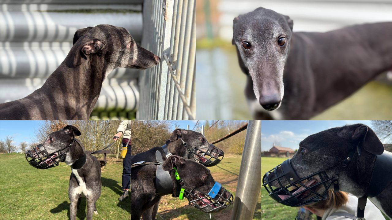 Tia Rescue | Jackson