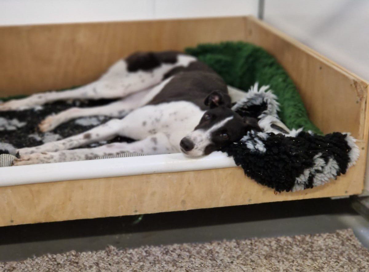 magic_crop | Tia Rescue