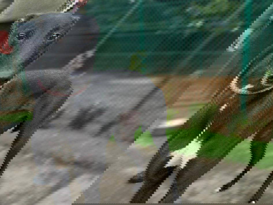 Tia Rescue | Dogs for Rehoming