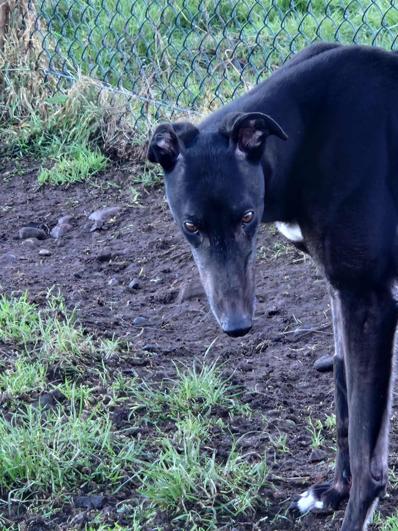 Tia Rescue | Silas & Rami Canal Dogs