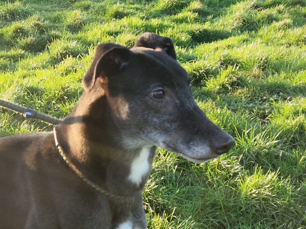 orson1 - Copy | Tia Rescue