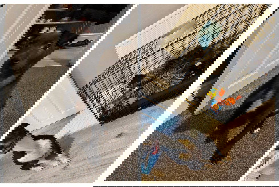 Tia Rescue | Rex (formerly Todd)