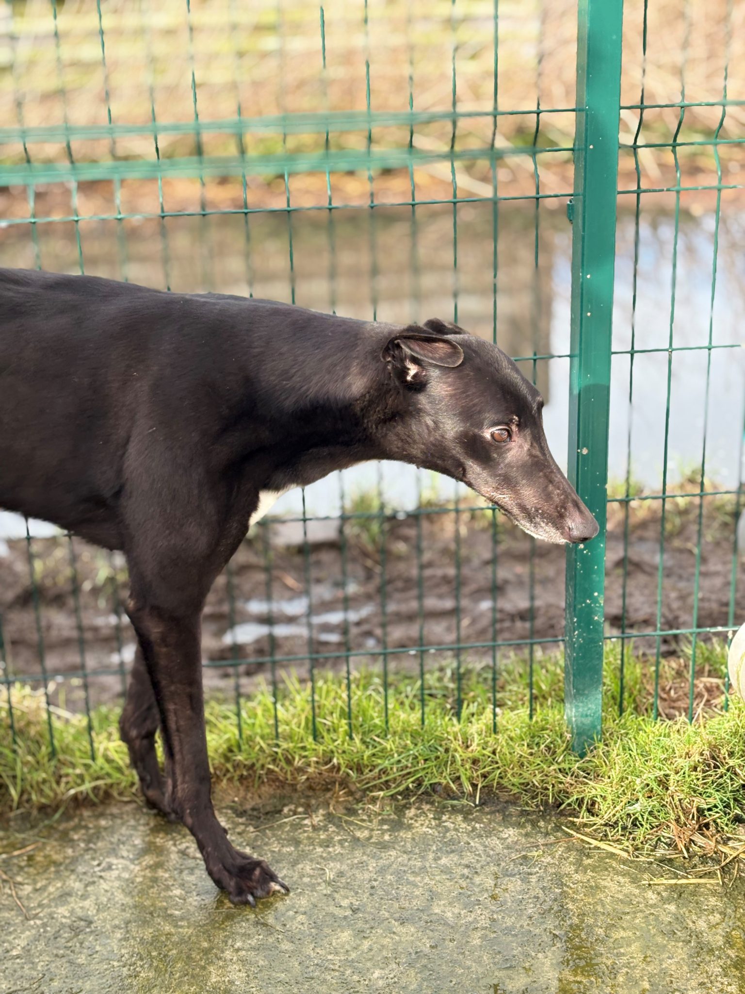 Tia Rescue | Lennon (Doncaster - Reserved)