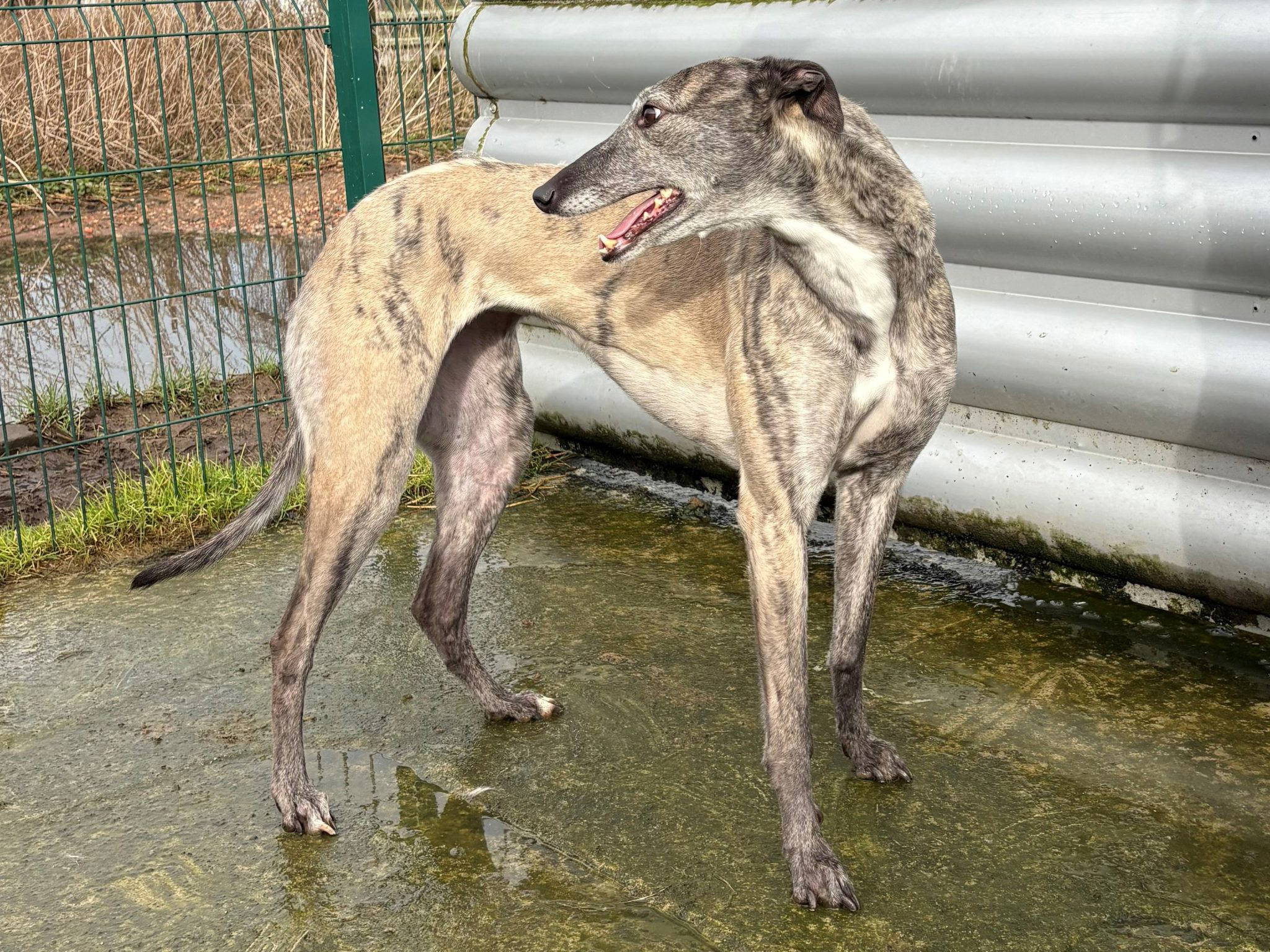 Tia Rescue | Helena (Doncaster)