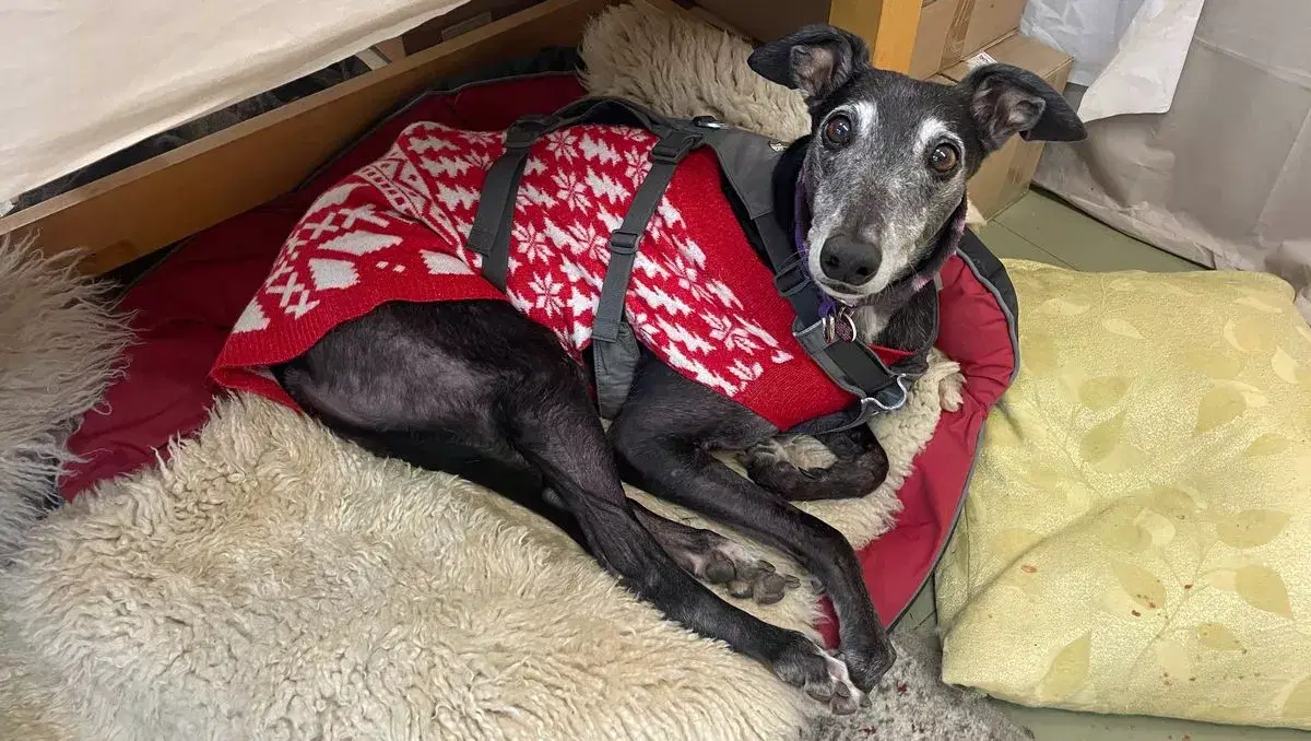 Tia Rescue | Mouse Needs Your Help