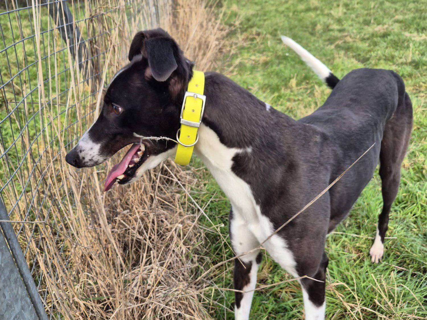 Tia Rescue | Swanley