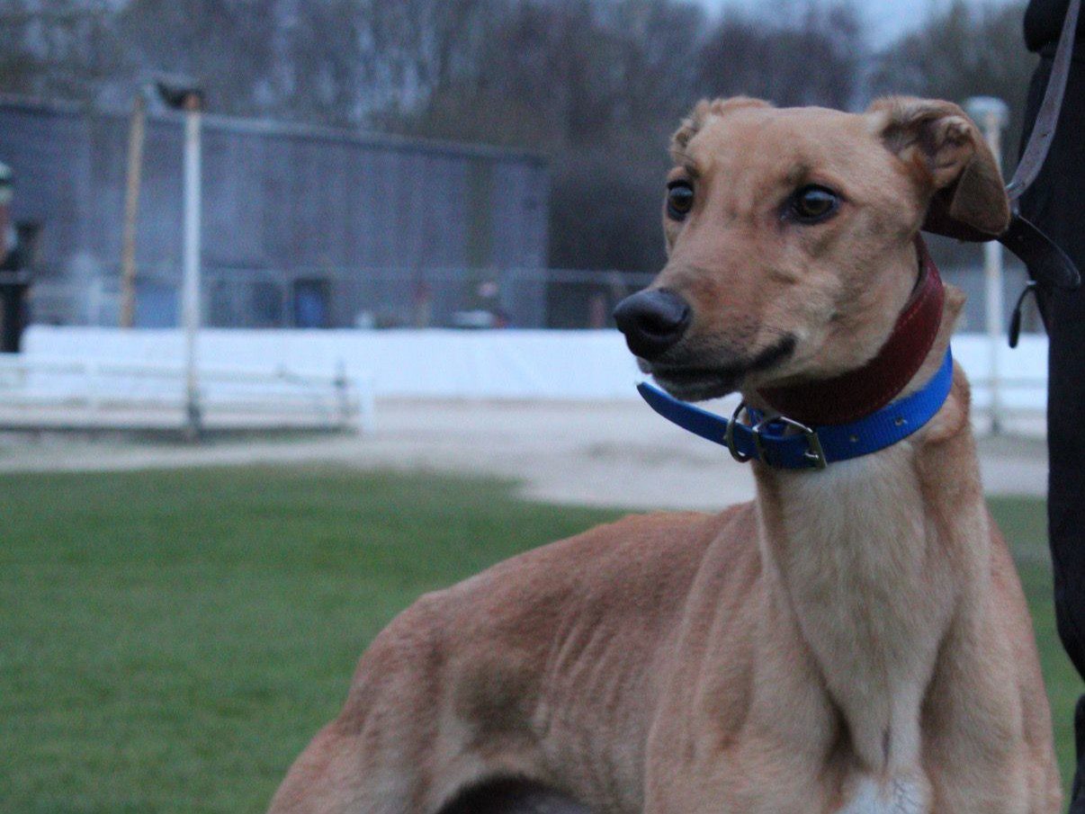 Tia Rescue | Paddy (Birtley)