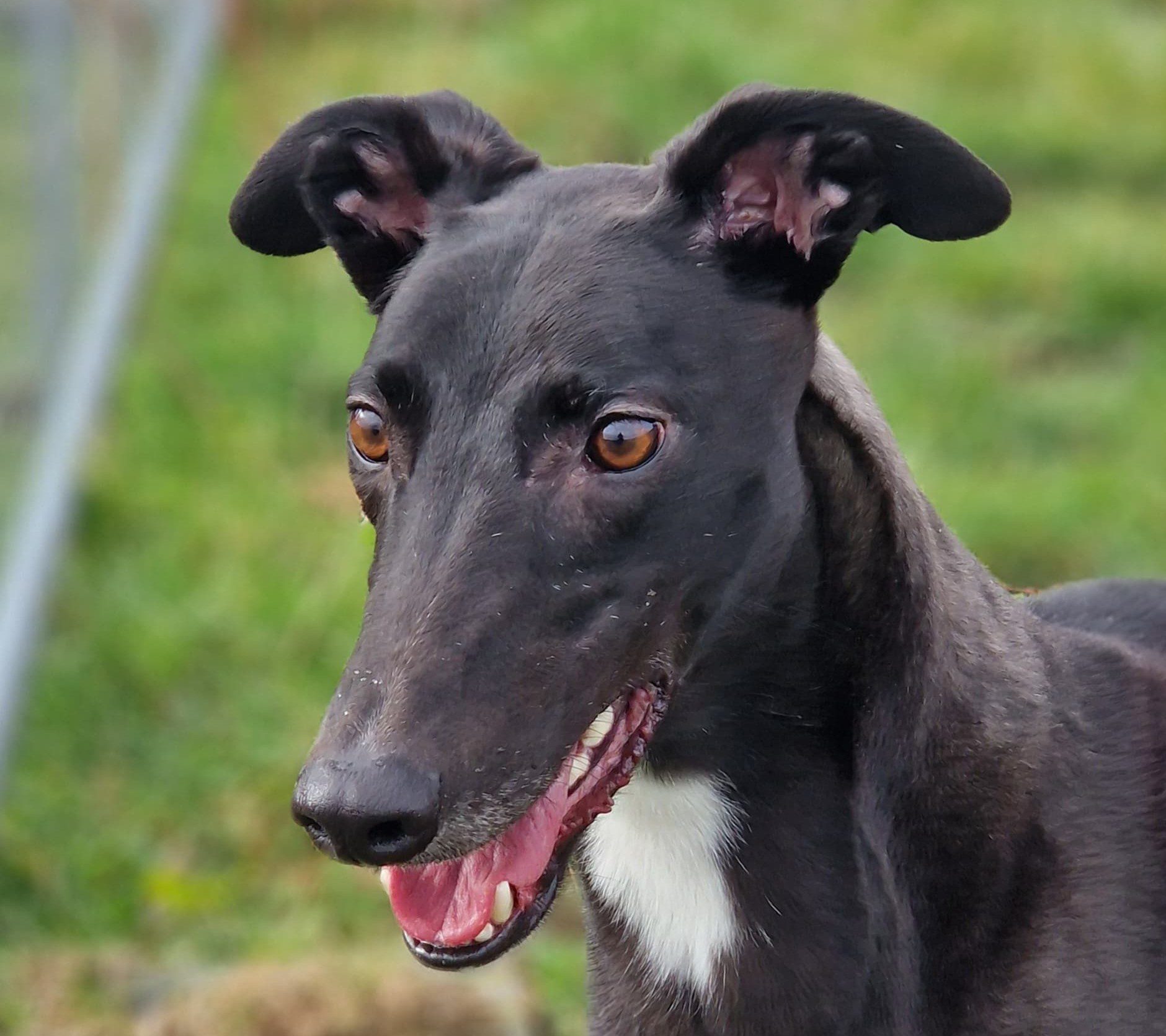 Tia Rescue | Oscar (Scotland)