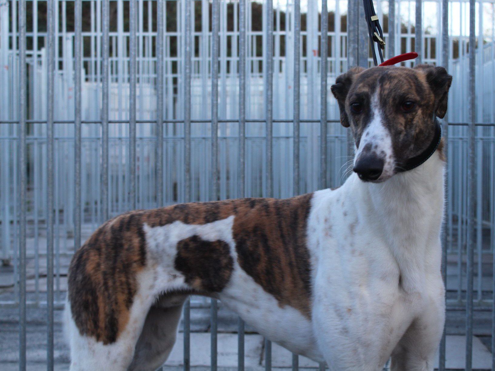 Tia Rescue | Pablo (Birtley)