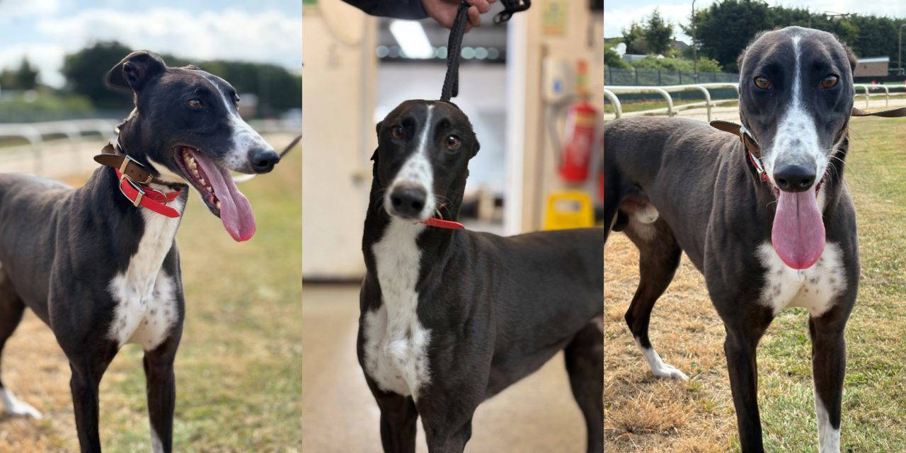 Tia Rescue | Dogs for Rehoming (Doncaster)