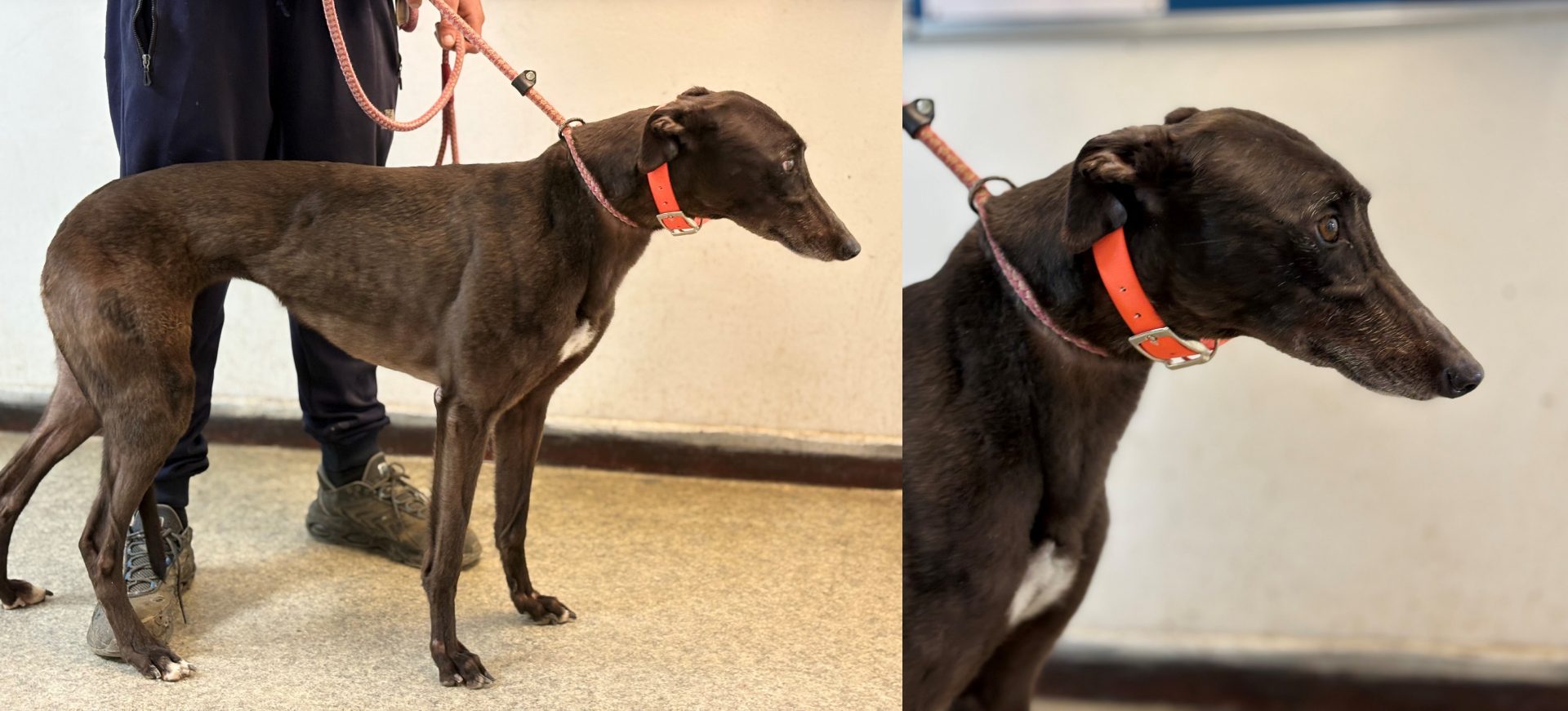 kellie_collage | Tia Rescue