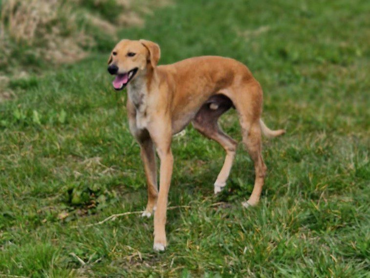 Tia Rescue | Greyhound Rescue