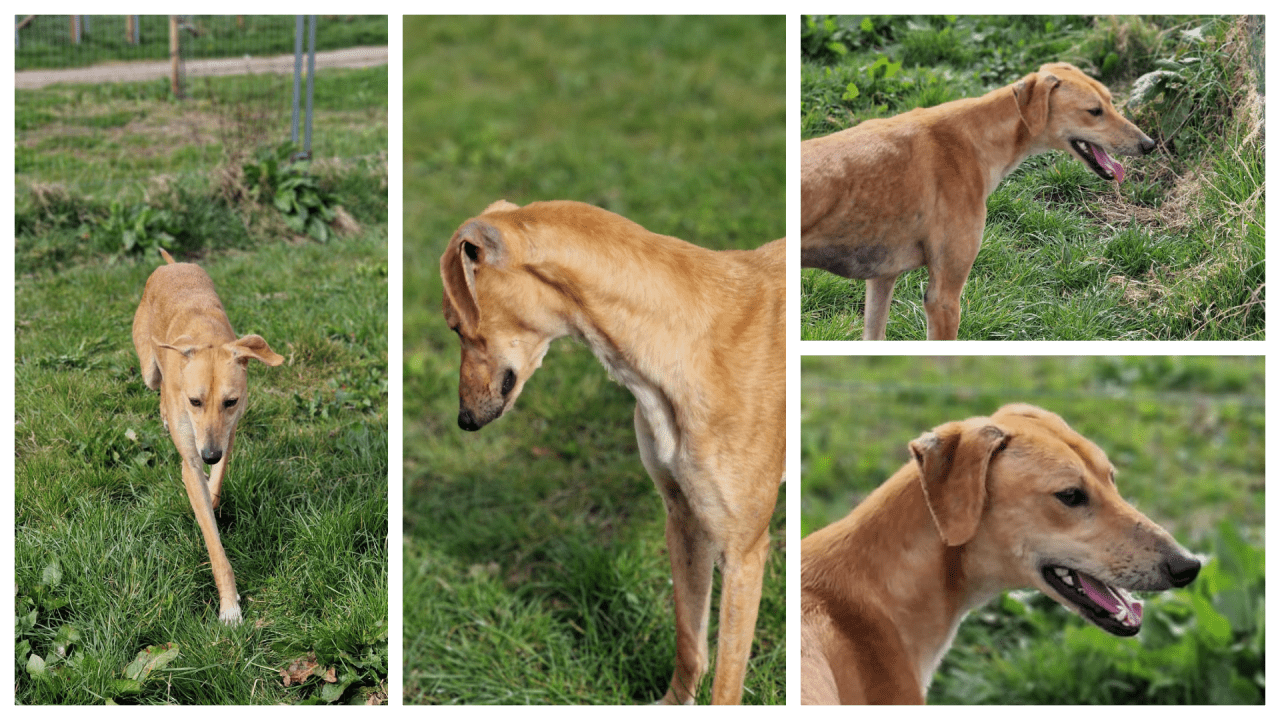 Tia Rescue | Rusty (Scotland)