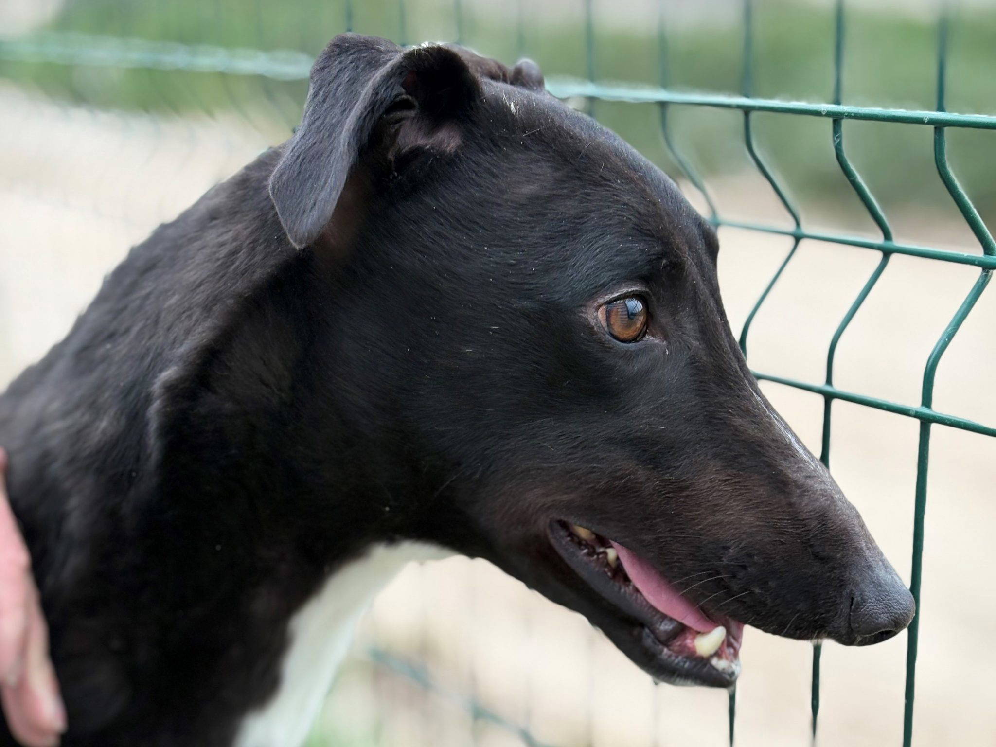 Army Tony (Sonny)_43 | Tia Rescue