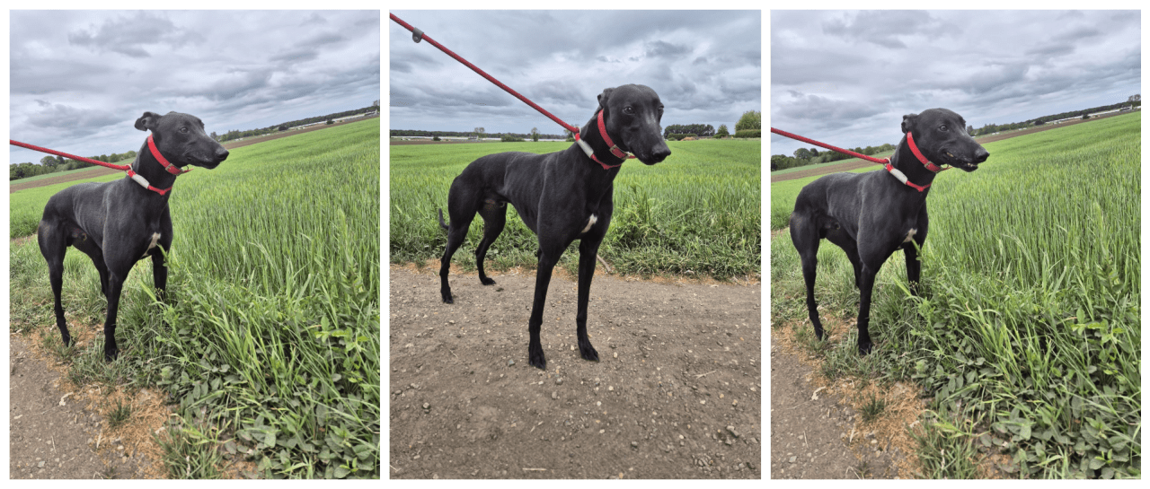 Tia Rescue | Dogs for Rehoming (Doncaster)