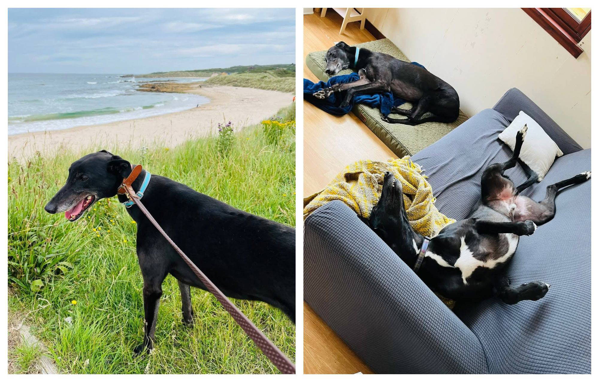 sam_post_collage | Tia Rescue