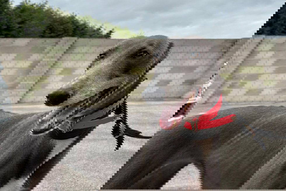 Tia Rescue | Dogs for Rehoming (Doncaster)