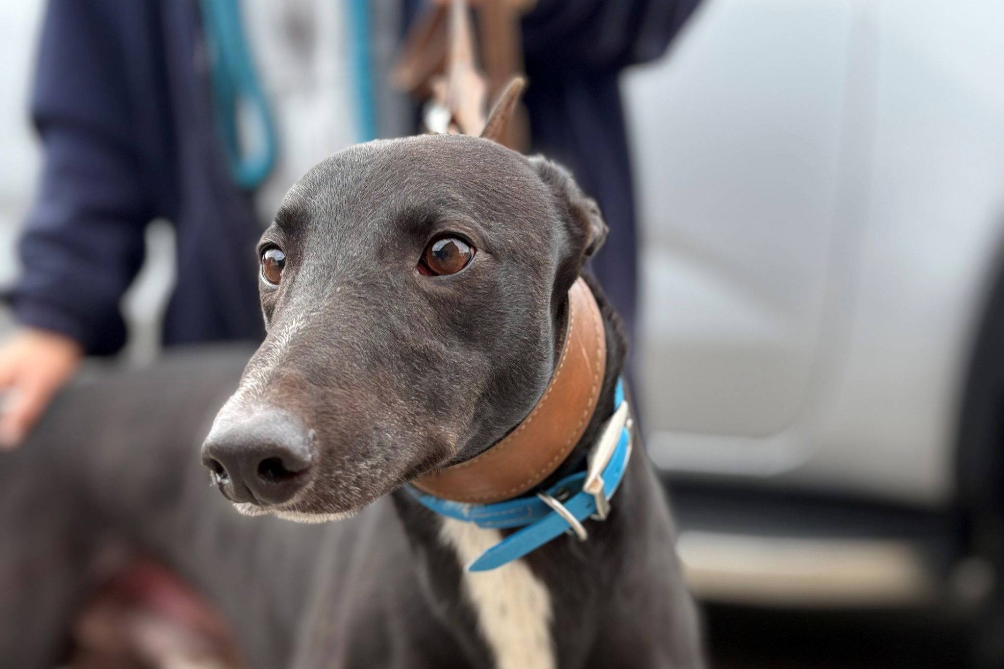 Tia Rescue | Dogs for Rehoming