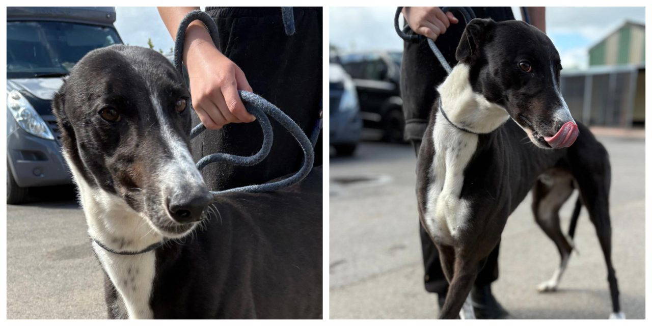 Tia Rescue | Salacres Blake