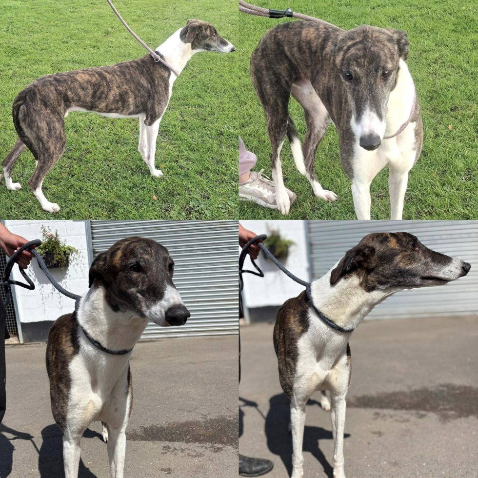 Tia Rescue | Driller