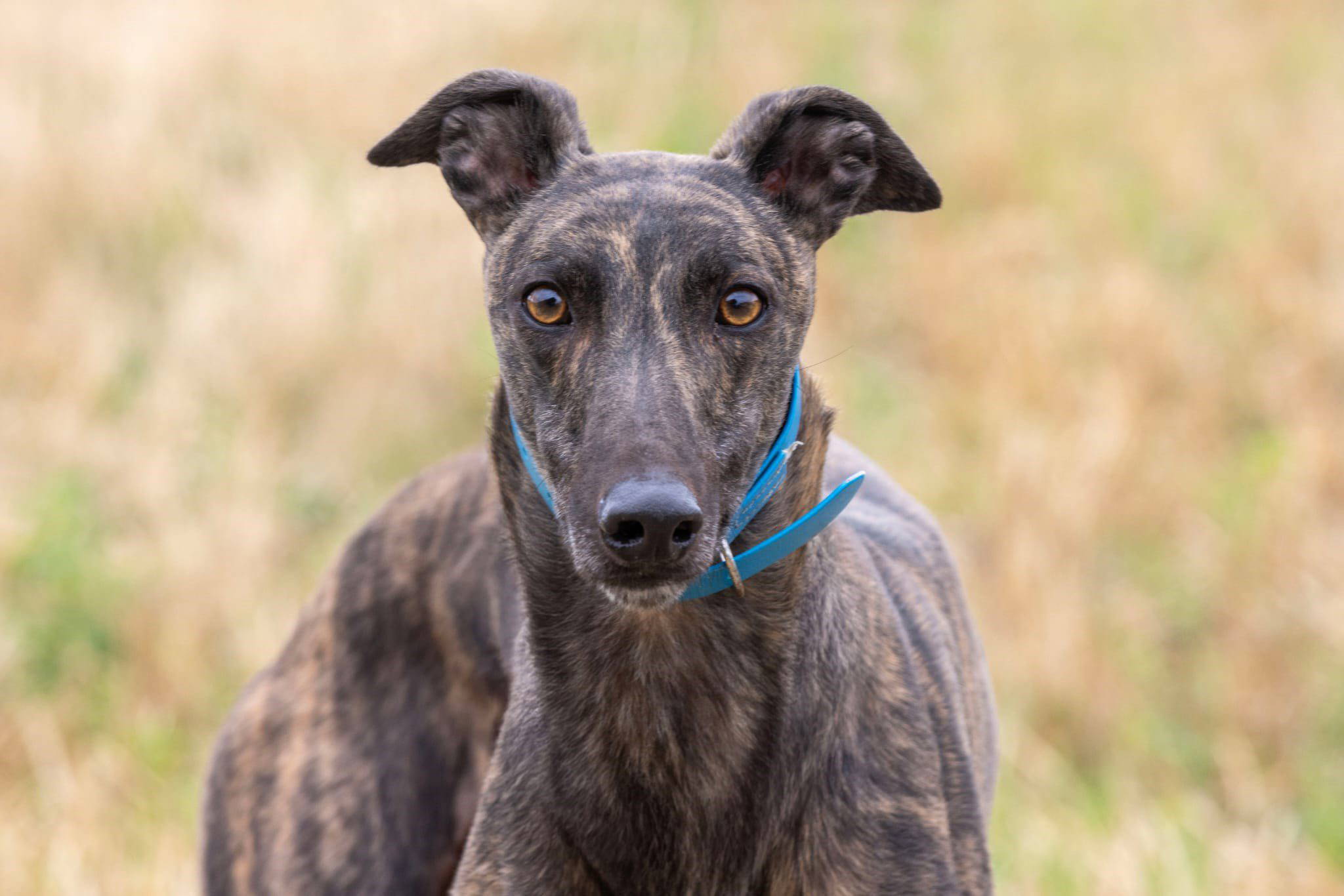 Ballymac Caleb (Caleb) 1 | Tia Rescue