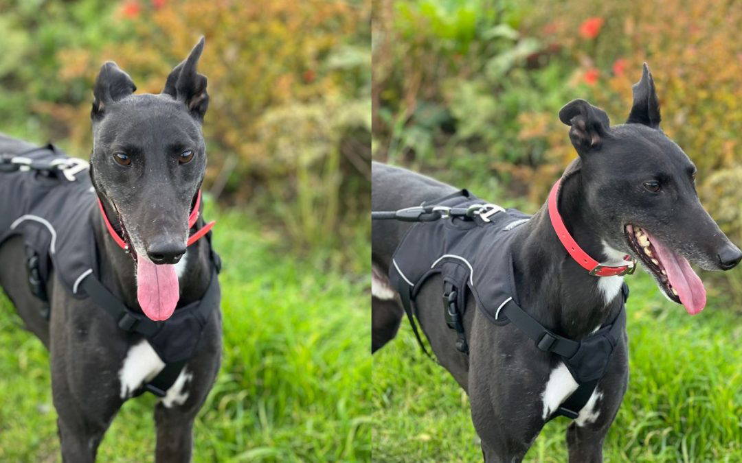 henry_collage_new | Tia Rescue