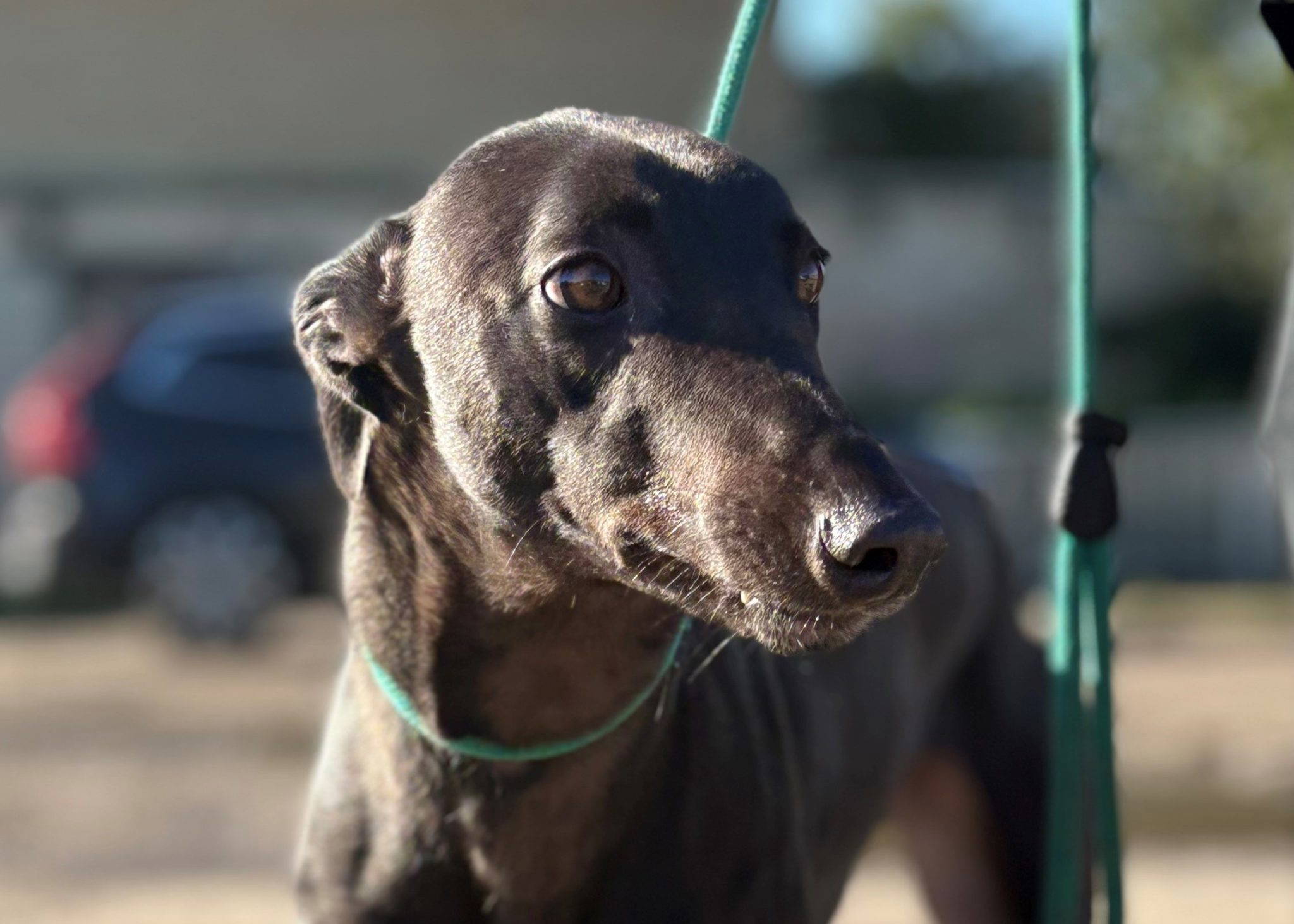 Tia Rescue | Dogs for Rehoming