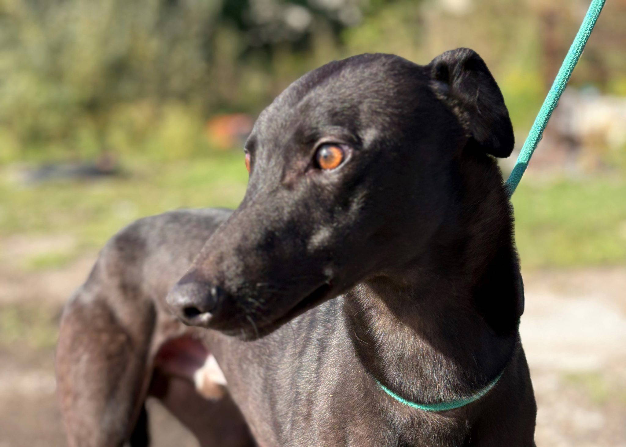 Tia Rescue | Dogs for Rehoming