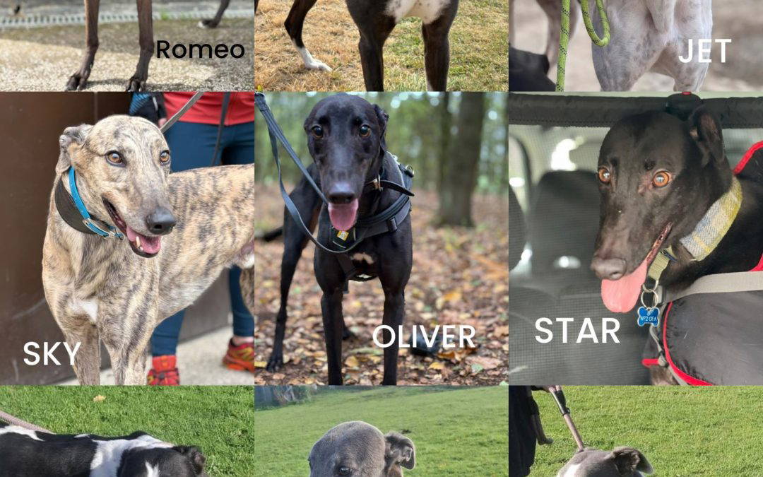 dog_collage | Tia Rescue