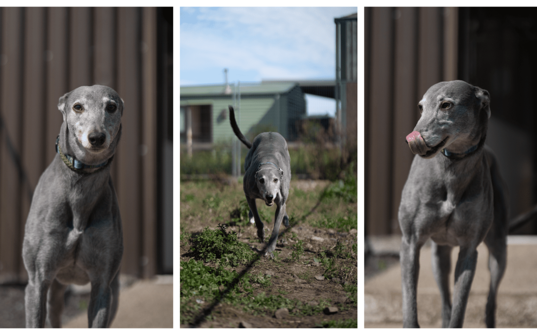 20260209_jay_collage | Tia Rescue